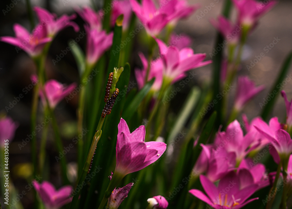 The Indian lily moth (Polytela gloriosae) caterpillar is a moth of the ...