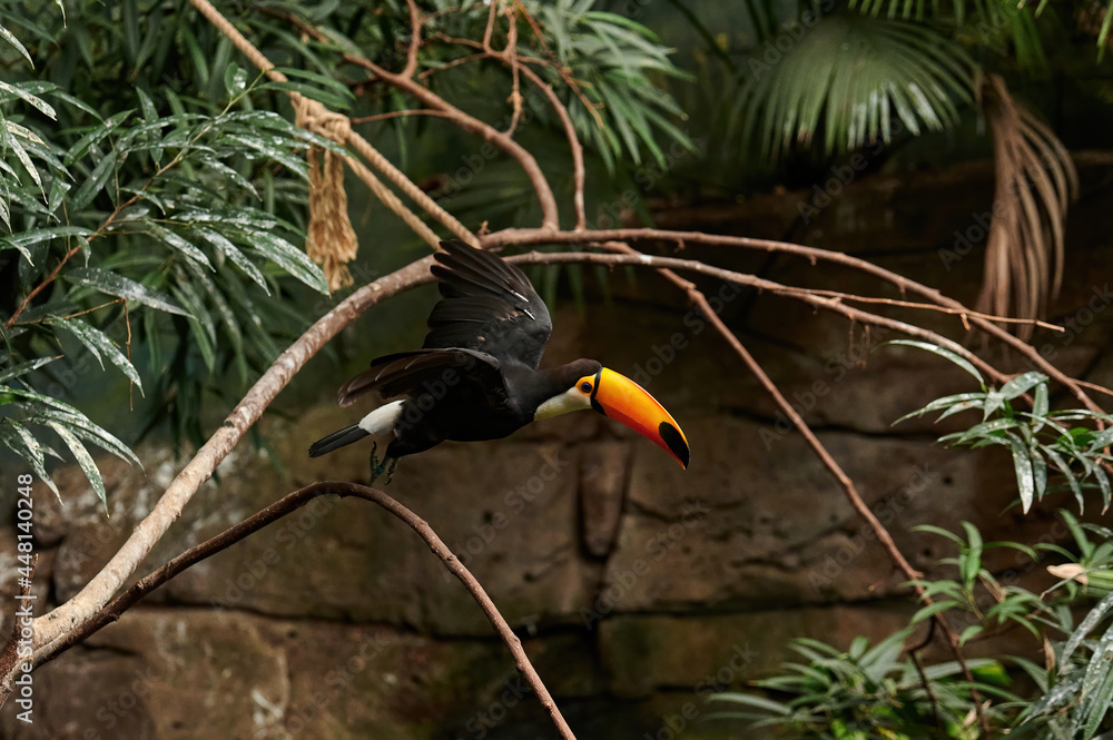 Toco toucan (Ramphastos toco) piciform bird of the family Ramphastidae ...