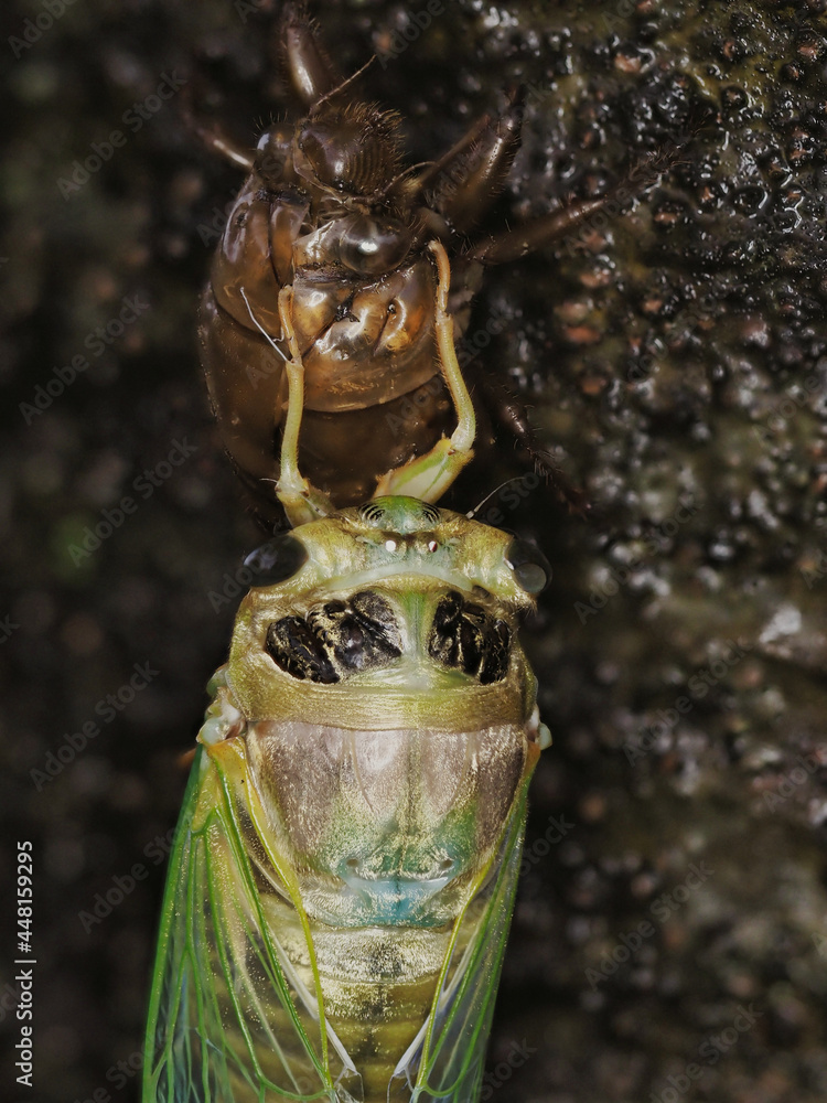 Tokyo,Japan-July 31, 2021: Newly emerged cicada on a wet bark in Japan ...