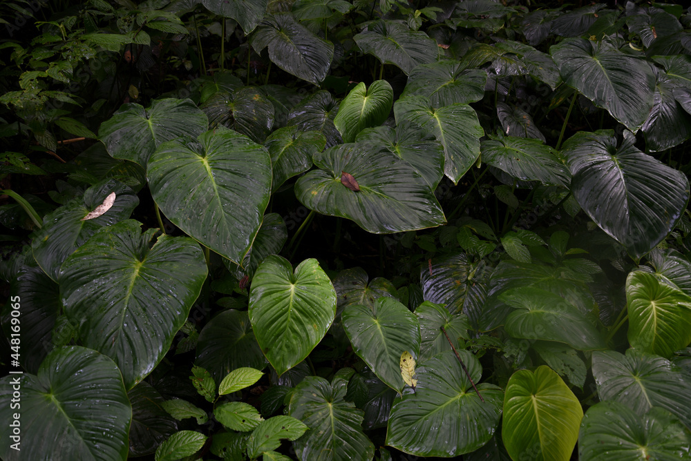Plant in Tropical Forest at Situ Gunung Sukabumi , West Java, Indonesia ...