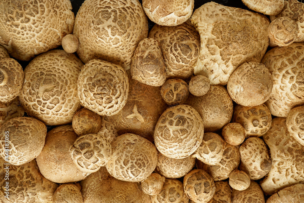 Tropical Fungi with its beautiful paterns and designs on a black ...