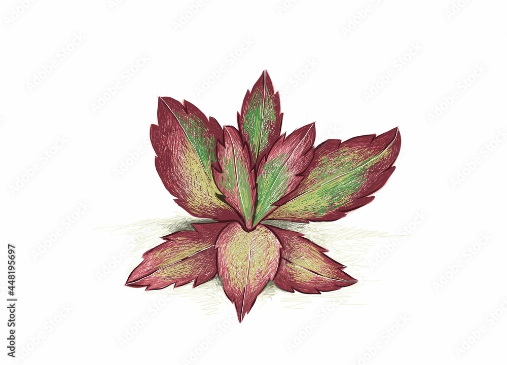 Illustration Hand Drawn Sketch of Kalanchoe Longiflora Coccinea or ...