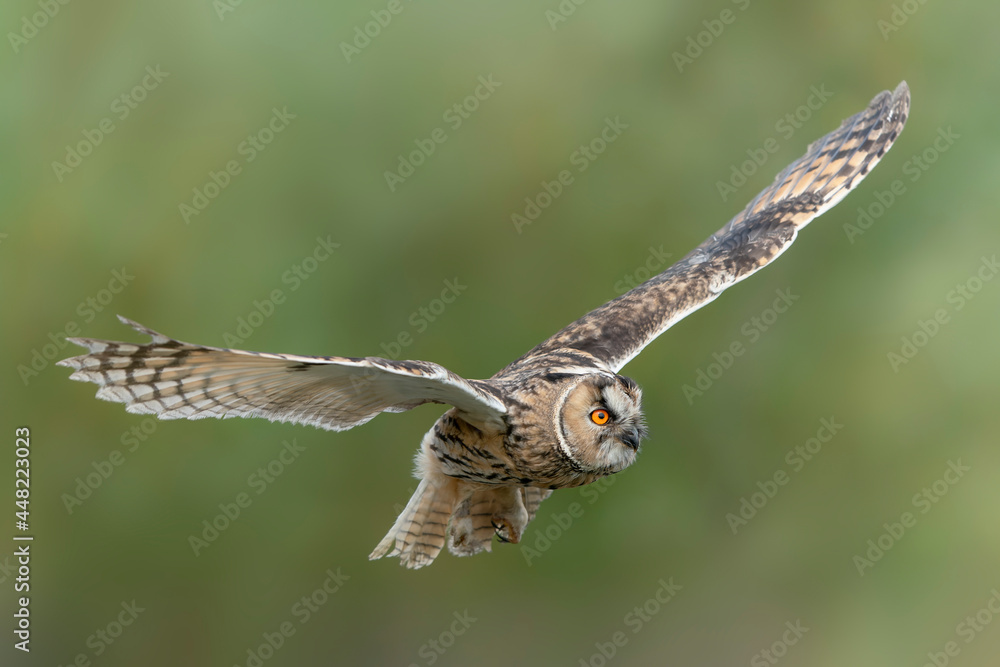 Beautiful The long-eared owls(Asio otus) hunting in the forest of ...