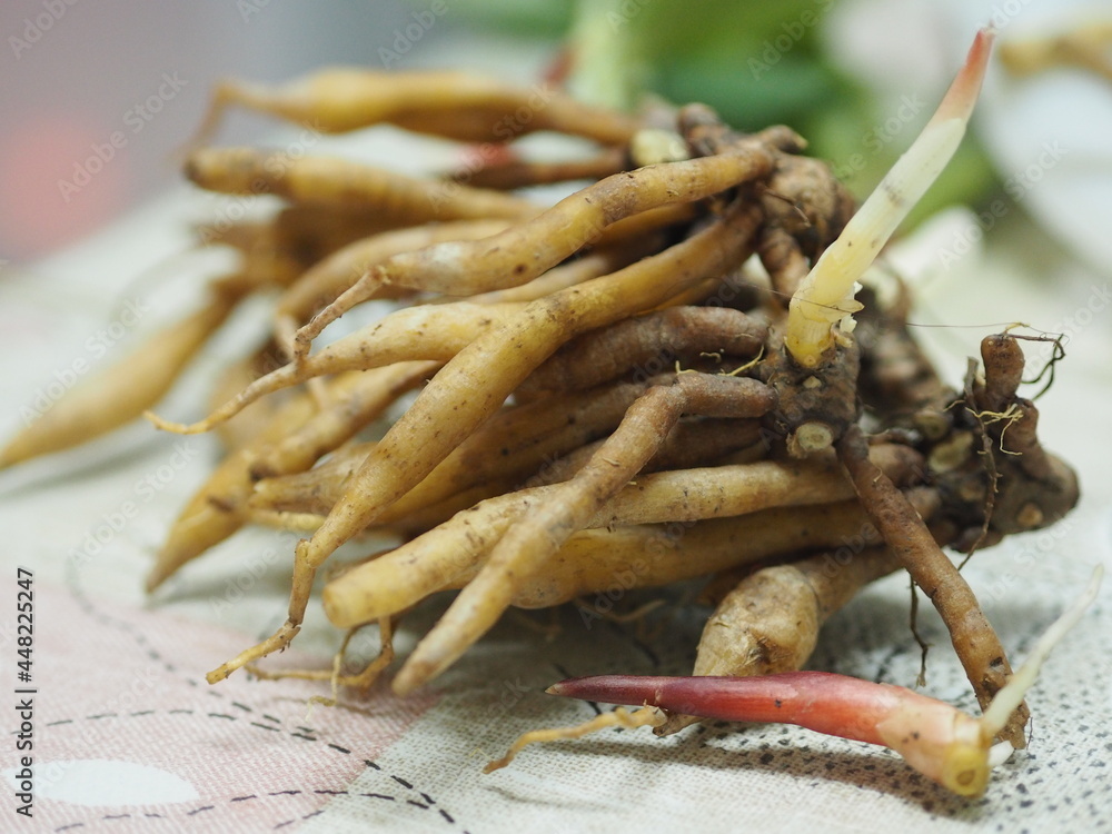 Boesenbergia rotunda, Kaempferia Gagnep, Curcuma rotunda, Boesenbergia ...