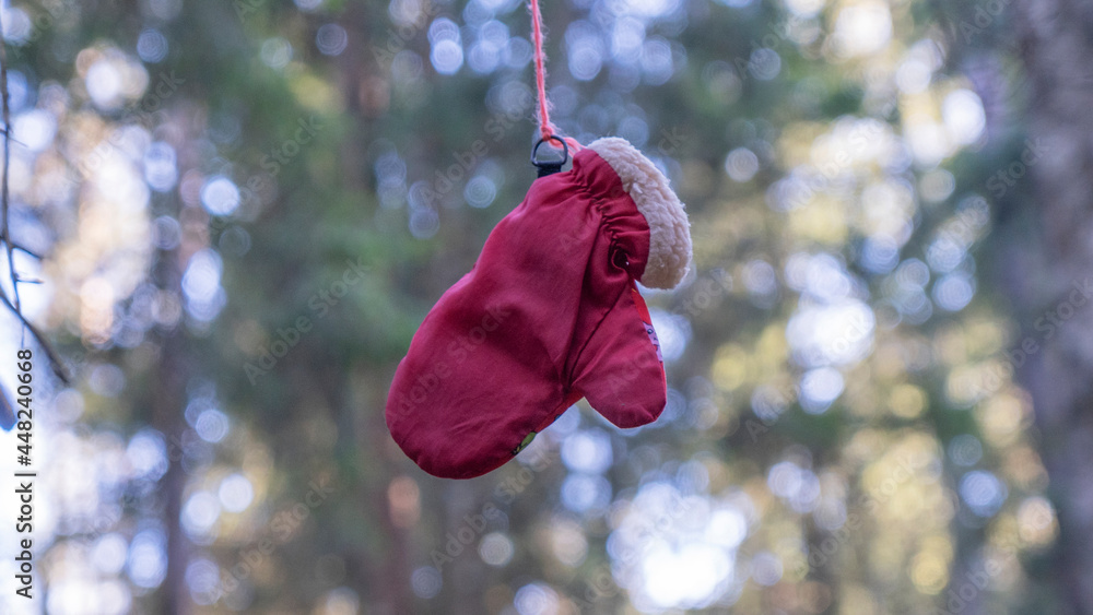 A red mitten is hanging on a tree in the forest. Search for missing ...