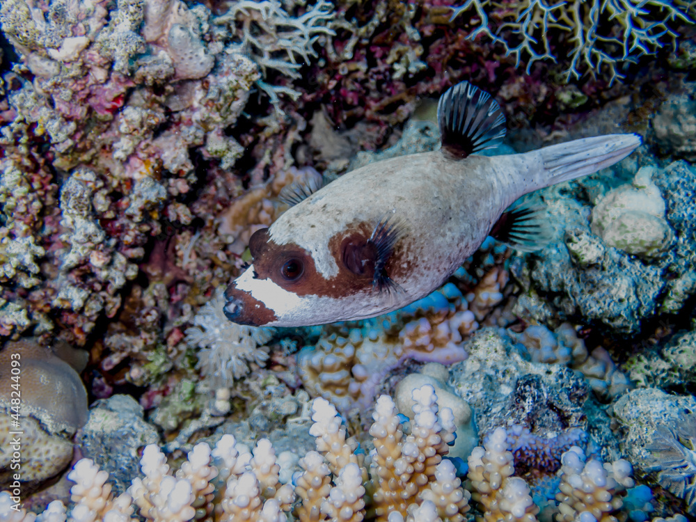 Colorful fish on the Red Sea reef Stock Photo | Adobe Stock