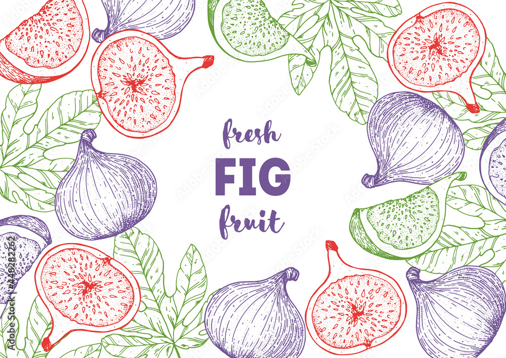 Fig fruit hand drawn package design. Vector illustration. Design ...