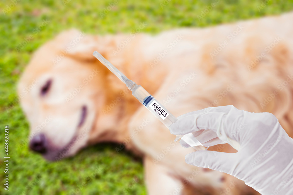 Veterinarian hands holding rabies vaccine syringe Stock Photo | Adobe Stock