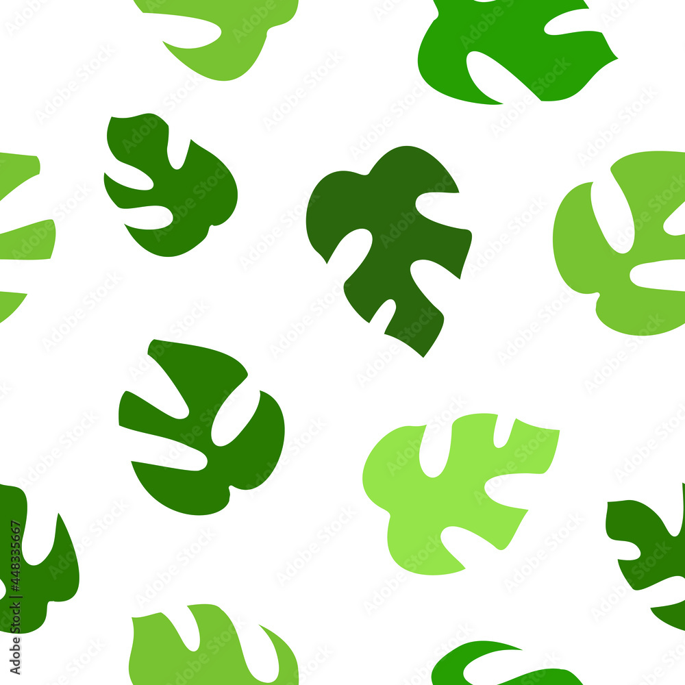 Rhaphidophora tetrasperma mini monstera dwarf leaf aroid pattern ...