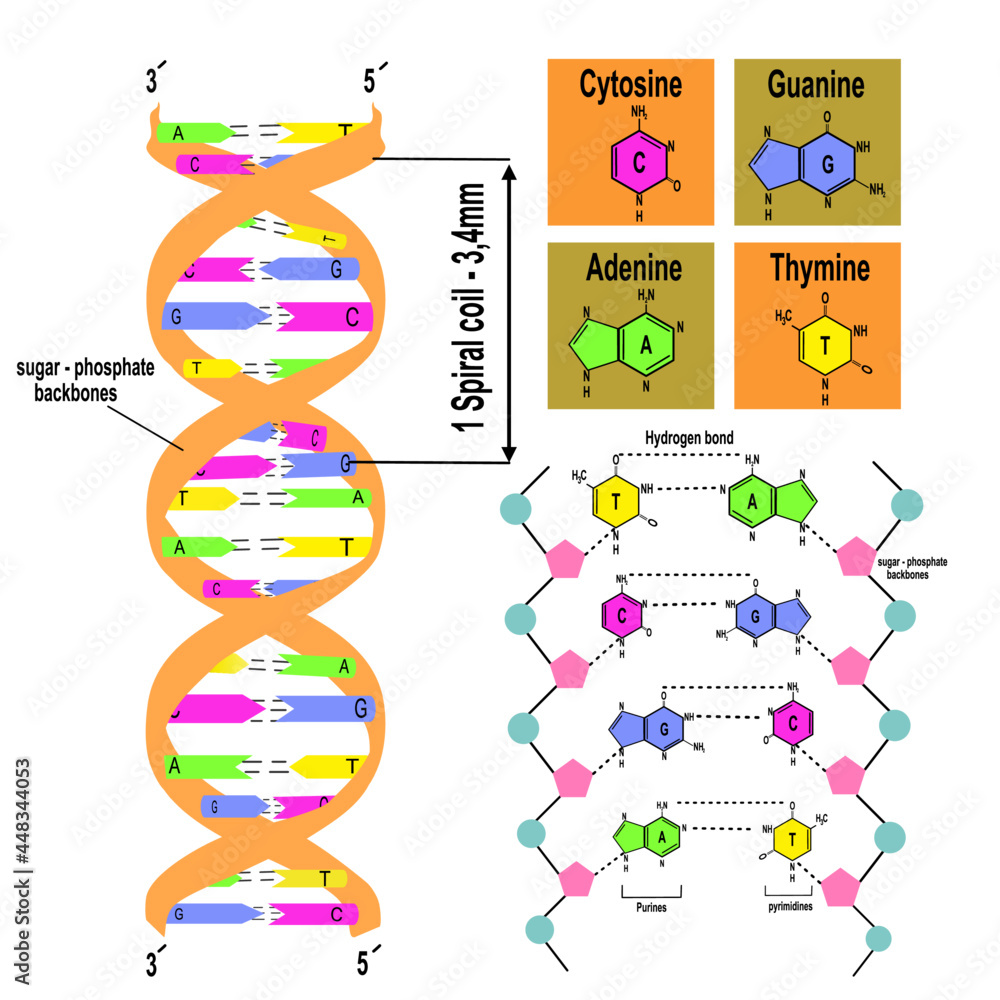Structure of DNA on white background.Model for education, science and ...