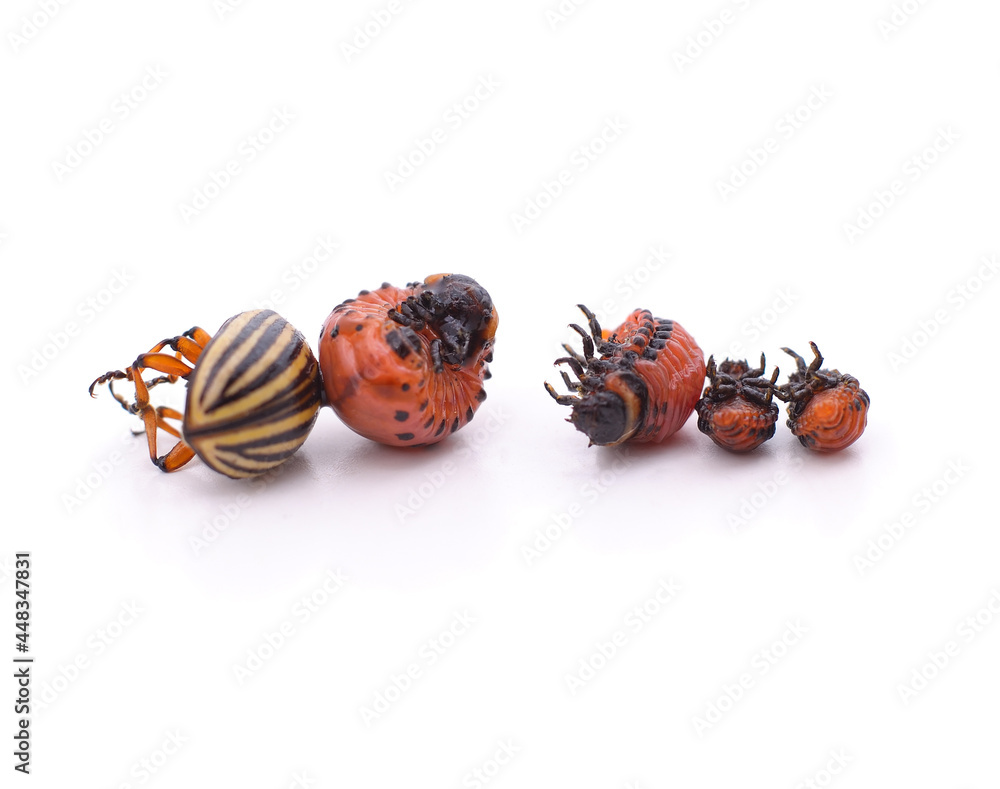Colorado potato beetle at different stages of development. Stock Photo ...
