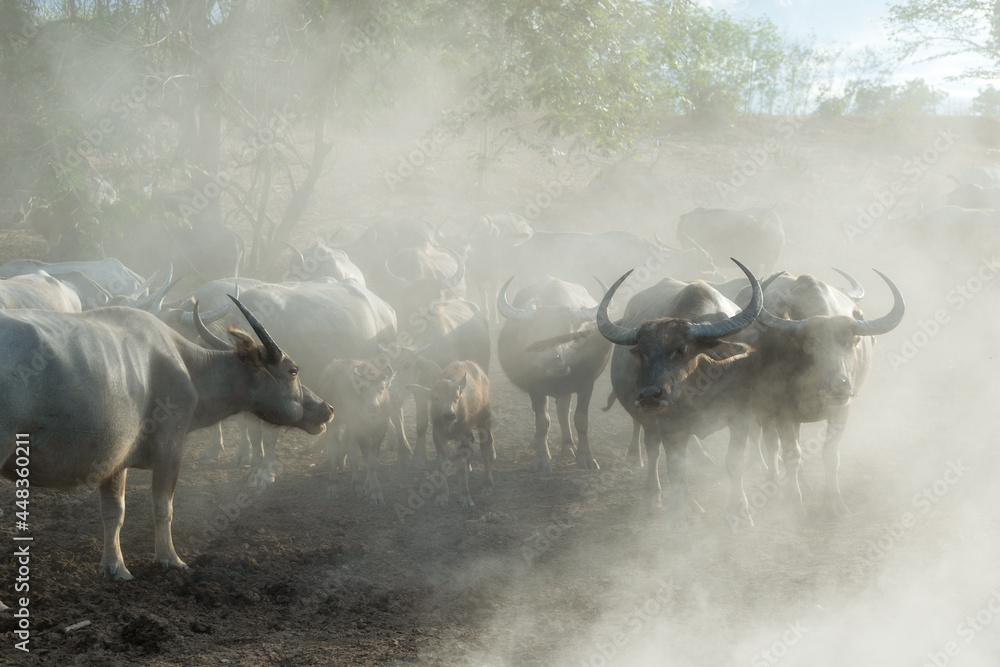 Many buffalo herds in the southern provinces of Thailand. Stock Photo ...