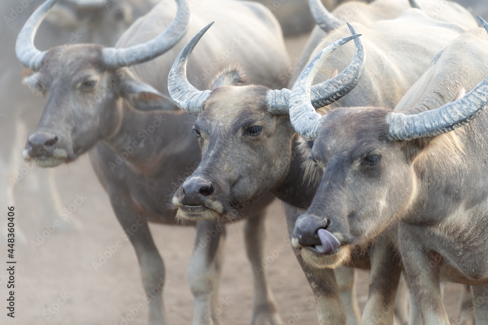 Many buffalo herds in the southern provinces of Thailand. Stock Photo ...