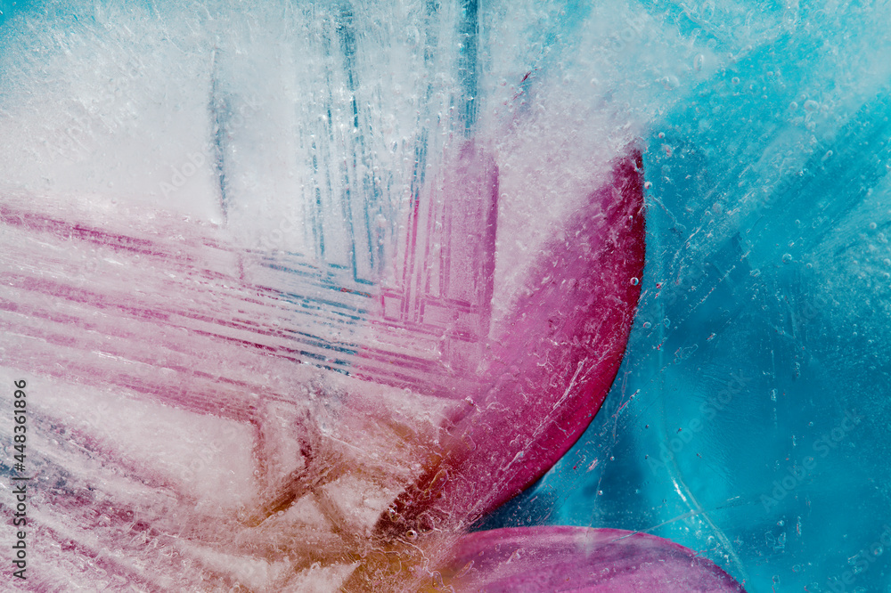 Ice texture with pink frangipani, Plumeria rubra, flower frozen within ...