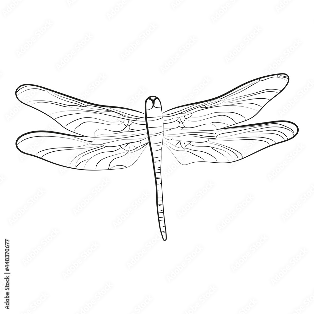 Elegant outline drawing of dragonfly. Vector illustration. Stock Vector ...