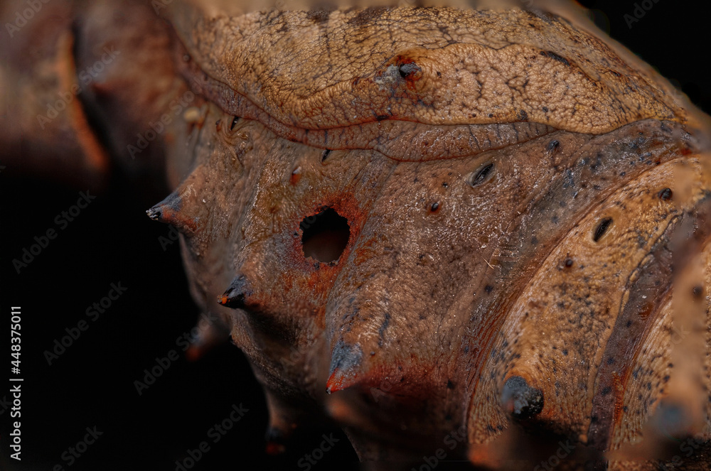 Foto de Hypolimnas bolina is a species of diurnal butterflies of the ...
