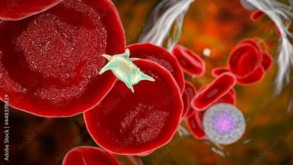 Activated platelets in blood flow and red blood cells Stock ...