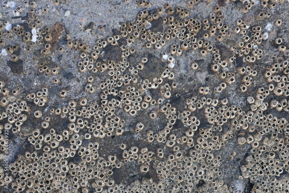Barnacles are arthropods that belong to the infraclass Cirripedia ...