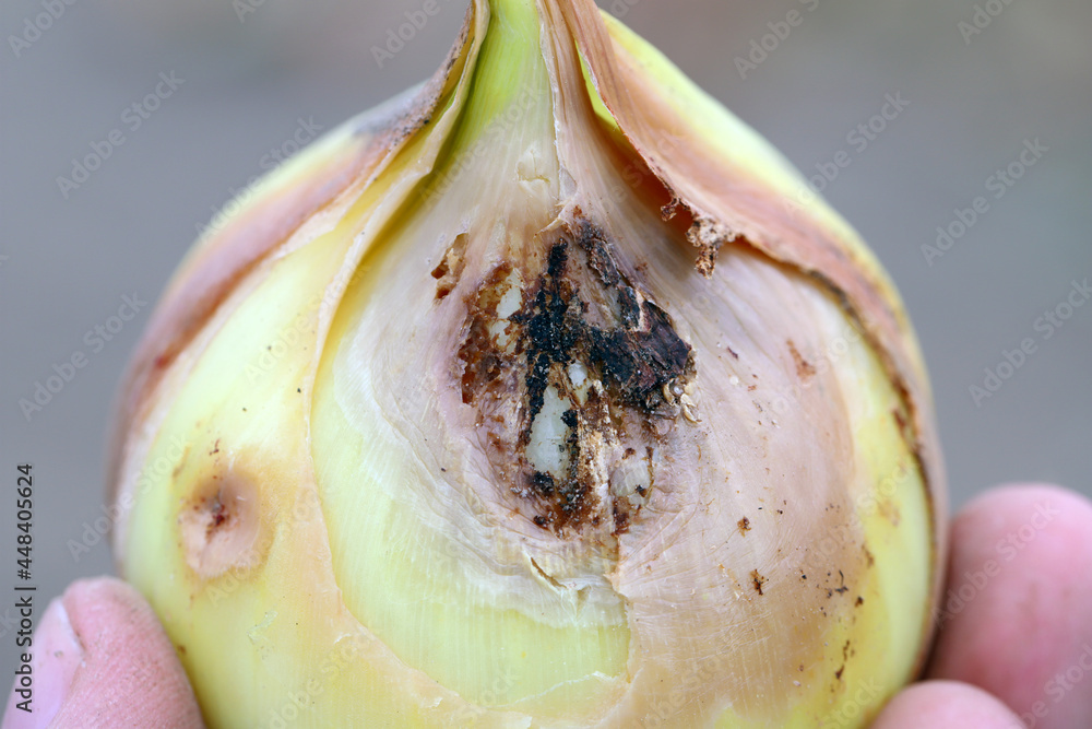Foto de Onion damaged by Eumerus strigatus or lesser bulb fly is a ...