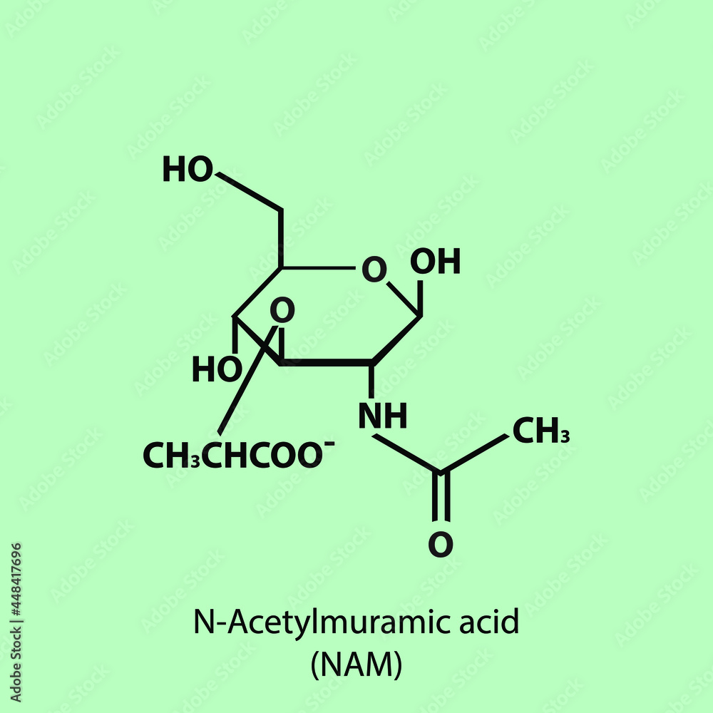 NAM - N-Acetylmuramic acid, component of peptidoglycan in bacteria cell ...