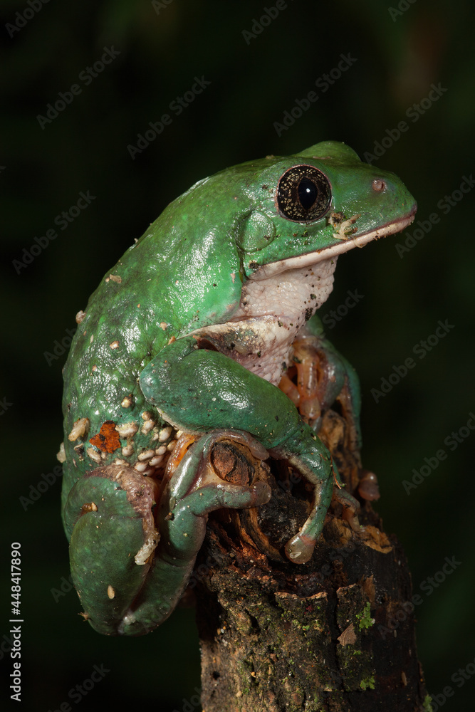 Mexican Dumpy Frog