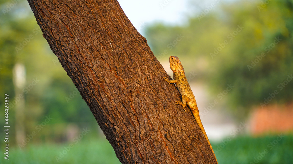 Brown wild lizard sitting on the branch with blur background. Oriental ...