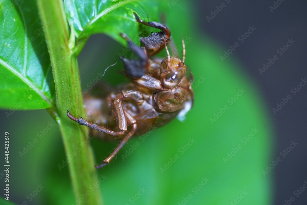 Cicada shell. Cicadas grow larger by repeating molting. Shells remain ...