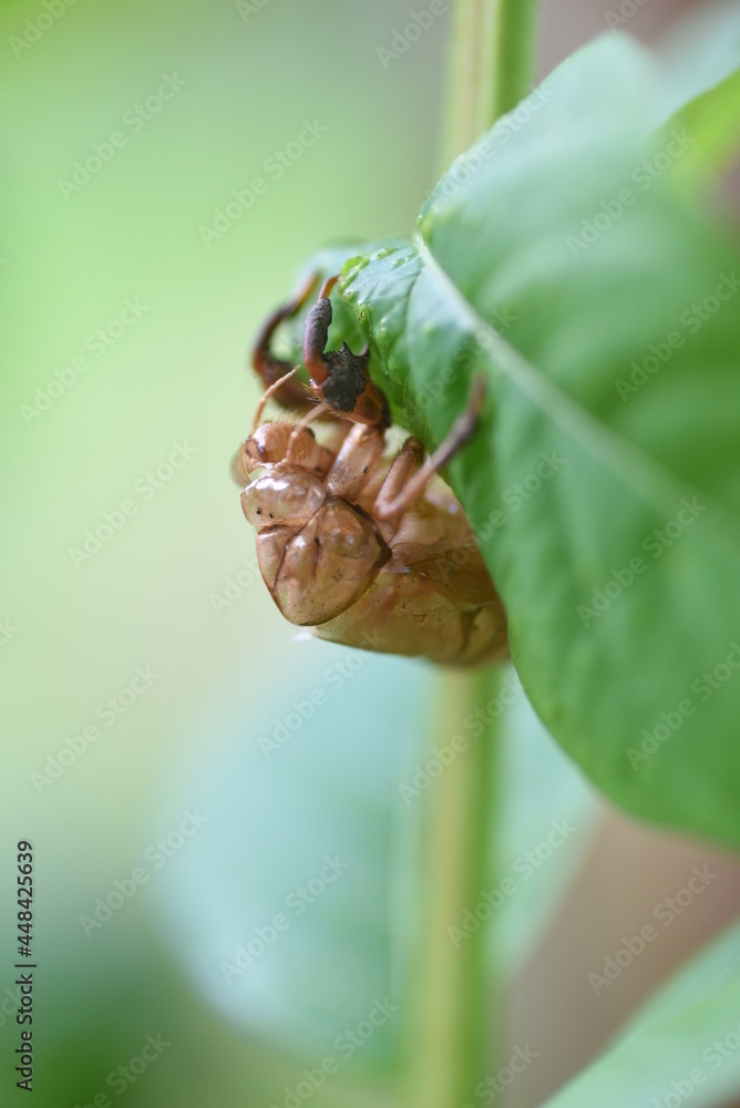 Cicada shell. Cicadas grow larger by repeating molting. Shells remain ...