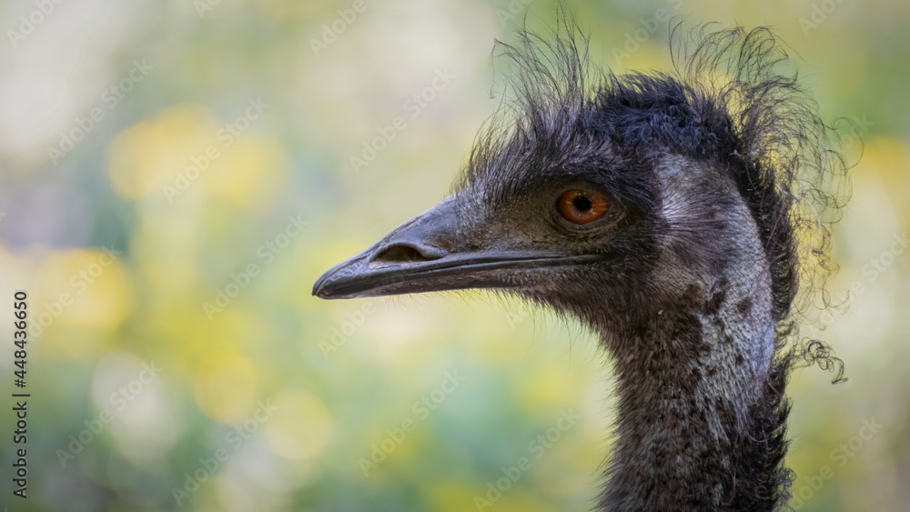 strauss, bird, schnabel, tier, kopf, emu, natur, genick, wild lebende ...