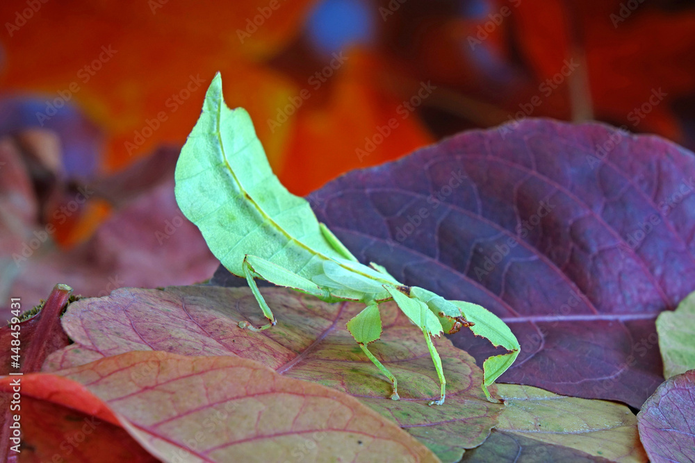 Foto Stock Leaf insect (Phyllium westwoodii) Green leaf insect or ...