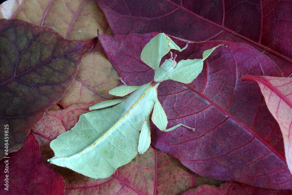 Foto de Leaf insect (Phyllium westwoodii) Green leaf insect or Walking ...