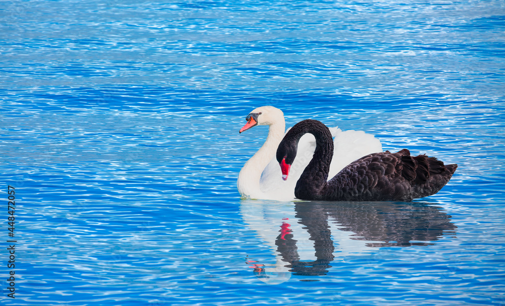 Two swans swiming together in calm blue water - Black and White swan ...