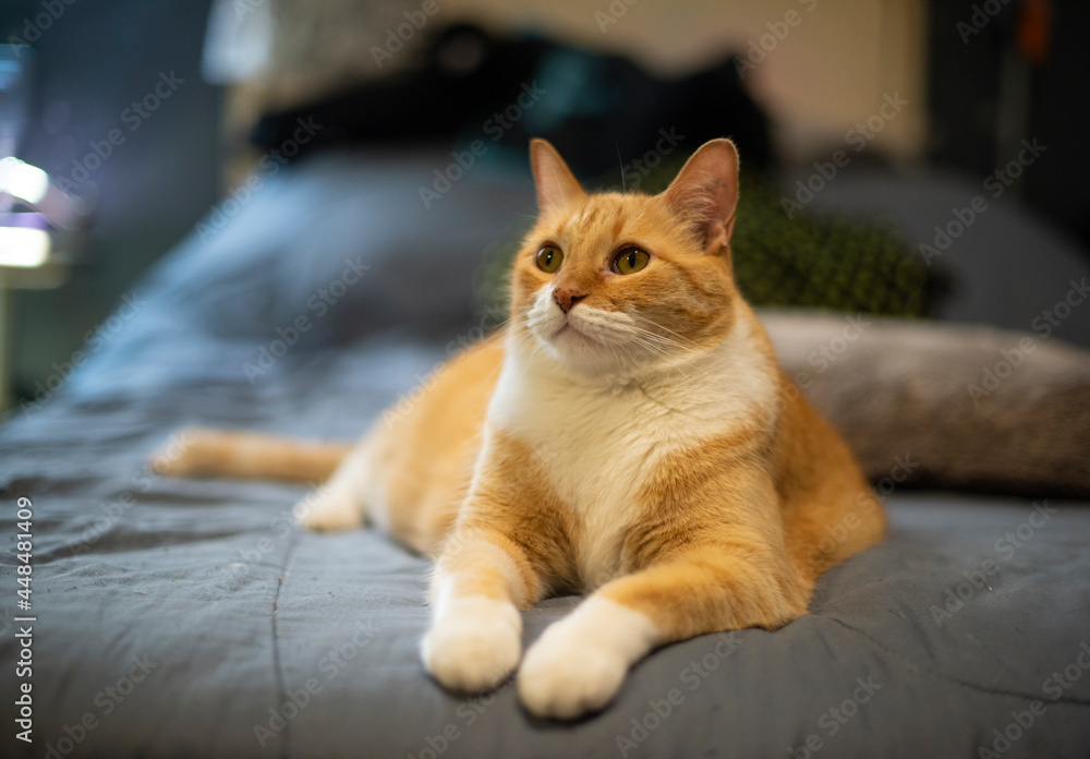 Gato anaranjado posando acostado en la cama mirando atentamente hacia ...