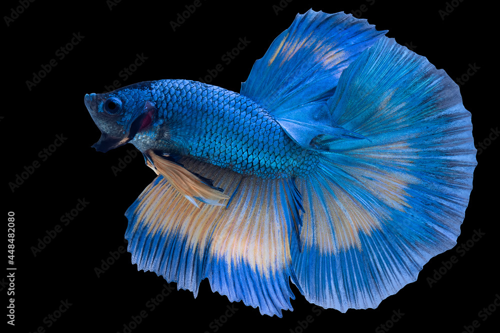 Beautiful movement of blue yellow Betta fish, Rhythmic close up of ...