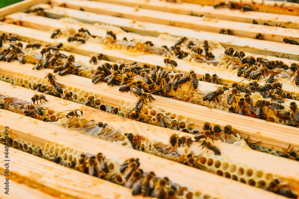 Bees on frames inside the hive. Wooden frames inside the hive ...
