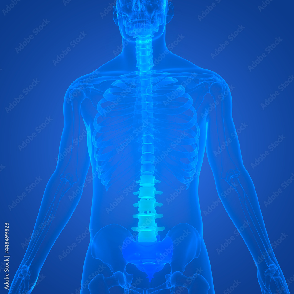 Spinal Cord Vertebral Column of Human Skeleton System Anatomy Stock ...