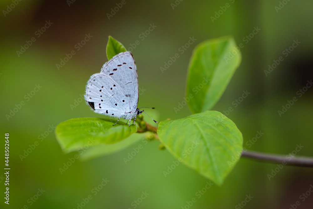 little blue butterfly sits on a green leaf. A bright blue butterfly ...