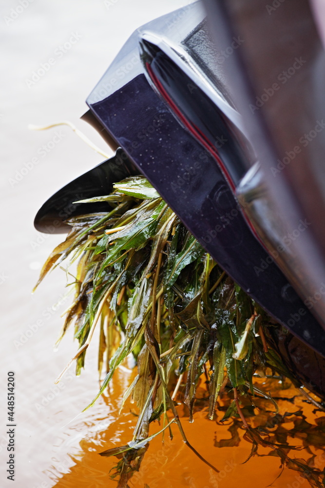Wound seaweed on the propeller of an outboard boat motor, floating on ...