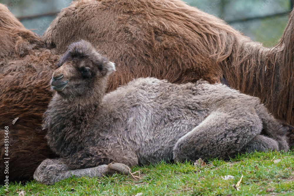 Family of Bactrian camel with cub, Camelus bactrianus. Also known as ...