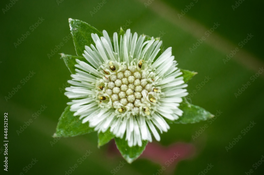 Fotka „Selectively focused photo, Eclipta Alba flower, Eclipta ...