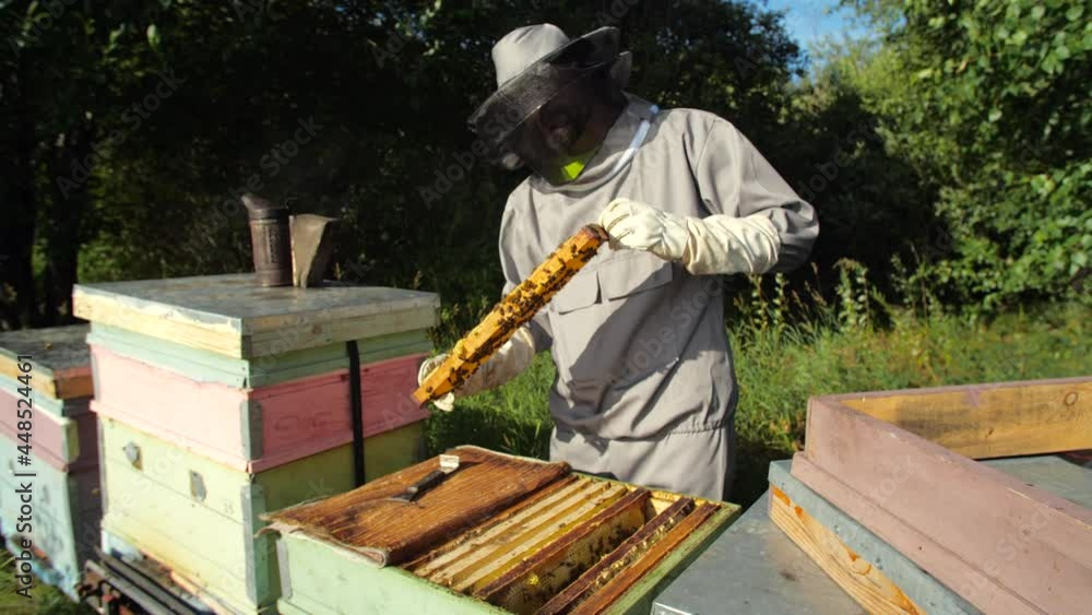 Small business and organic food production concept. Beekeeper on apiary ...