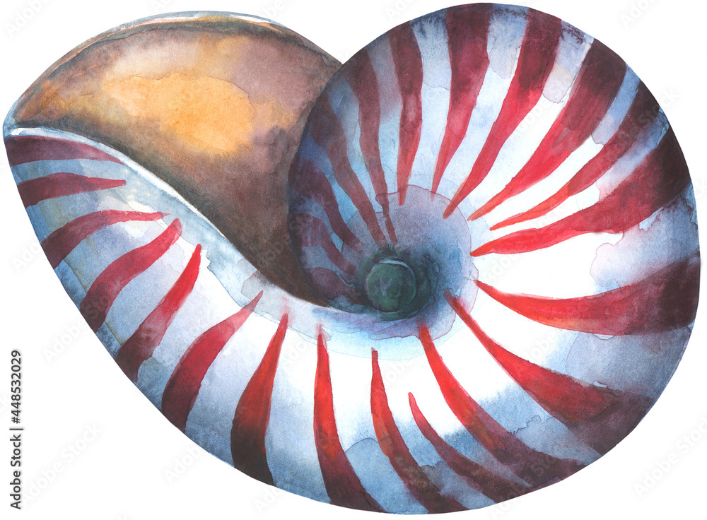 Shell Chambered Nautilus Stock Illustration | Adobe Stock