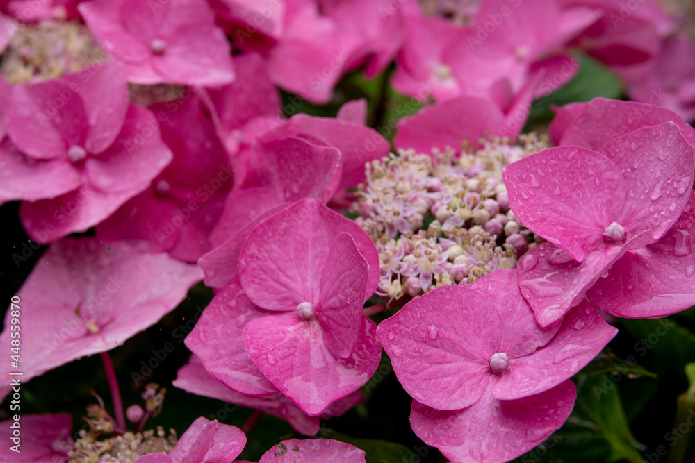 raindrops on the beautiful pink flowers of hydrangea macrophylla also known as lacecap hydrangea ...