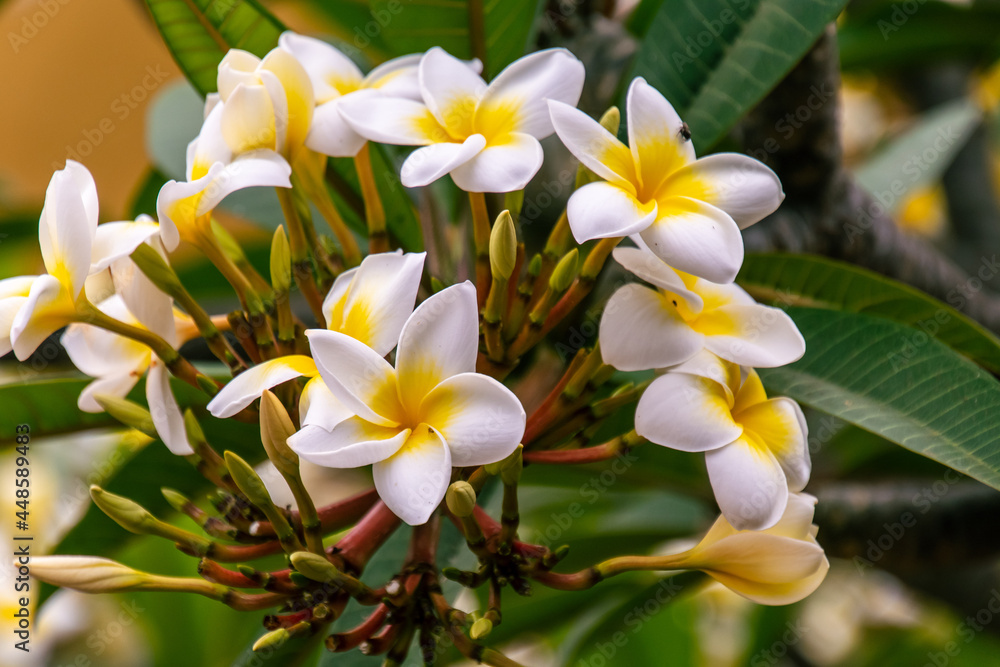 Plumeria alba pertenece a la familia Apocynaceae Stock Photo | Adobe Stock