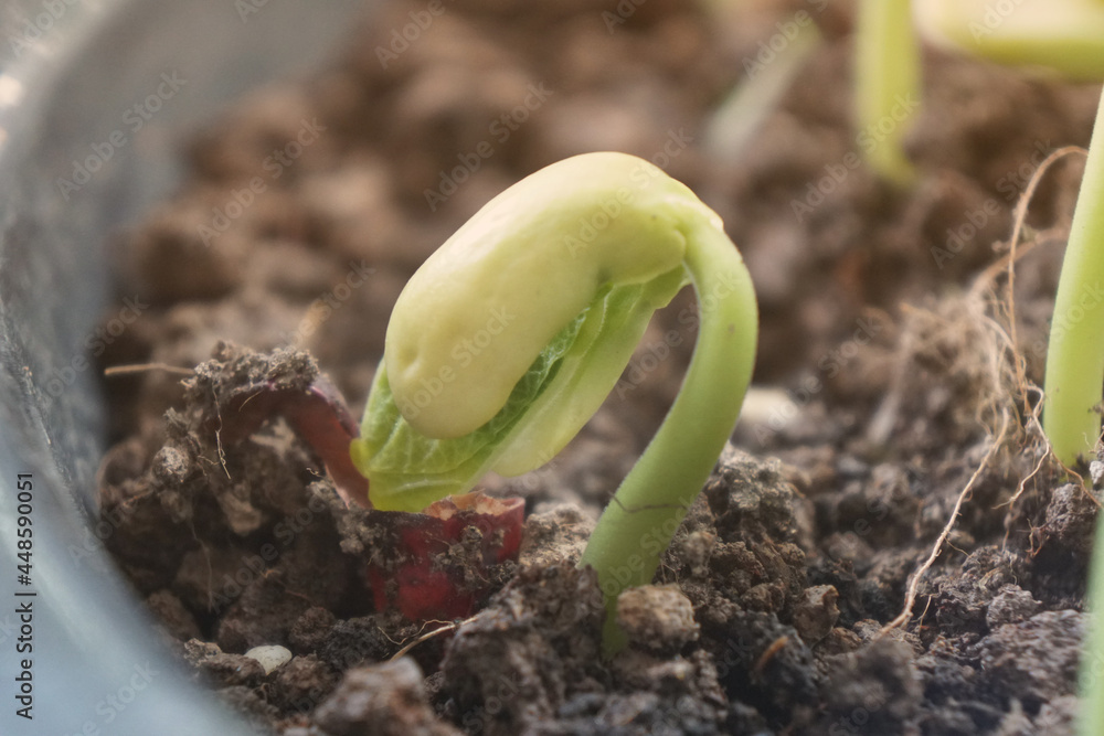 Foto de Seed Germination of Dicotyledon plant. Epigeal germination is a ...