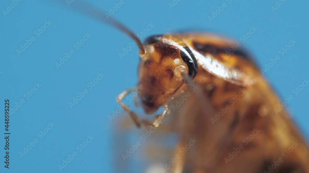 Macro view of brown cockroach moving its legs and antennas on blue ...