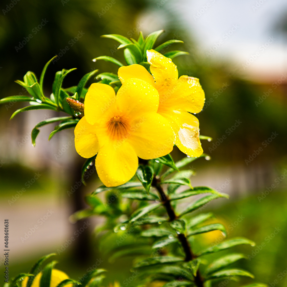 Allamanda cathartica - Nativa do Brasil e cultivada no mundo inteiro ...