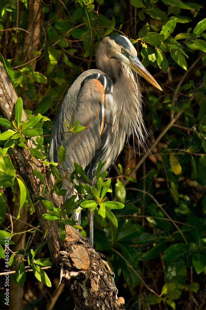 Garzón Gris (Ardea herodias), en ecosistema de manglares en la ...