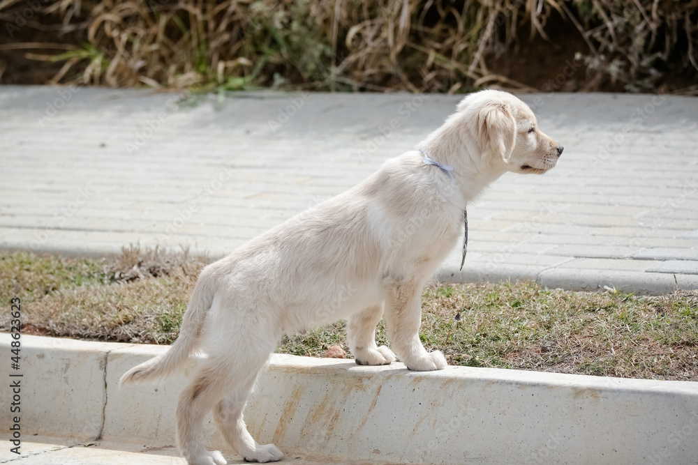O golden retriever é uma raça canina do tipo retriever originária da ...