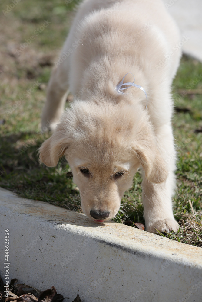 O golden retriever é uma raça canina do tipo retriever originária da ...